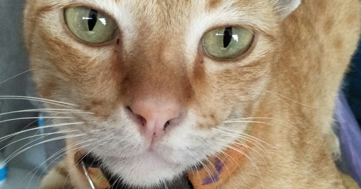 วันแมวสากล อุ้มข้าให้ได้ถ้านายแน่จริง Catch Meow If You Can