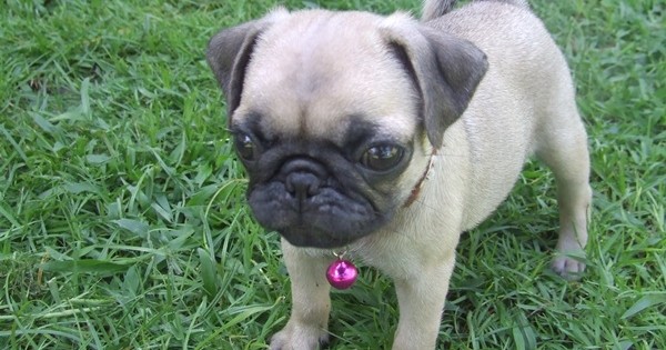 เห่อน้องหมา,,